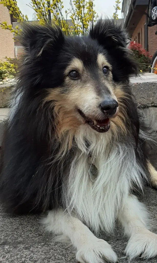 Merlin (*20.07.2006 - ︎20.08.2021) - ROSENGARTEN-Sterne