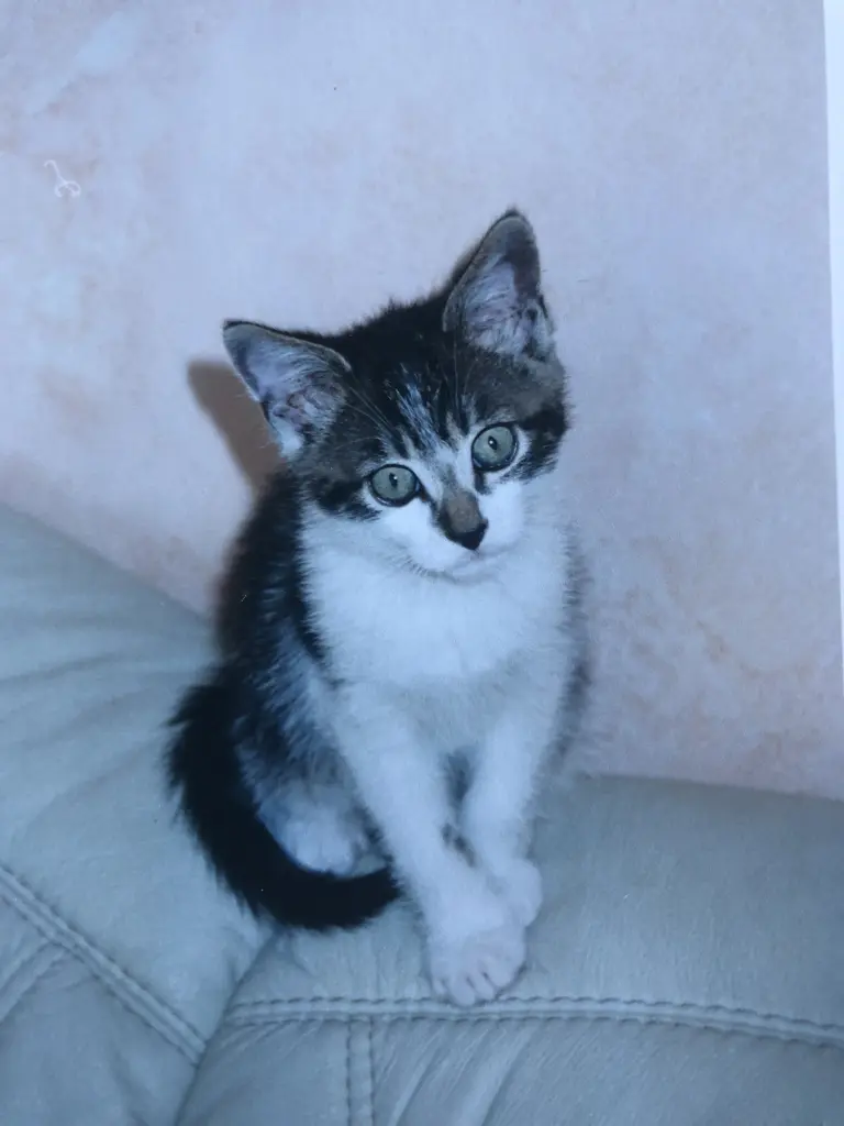 Miki (*03.2004 - ︎30.08.2021) - ROSENGARTEN-Sterne