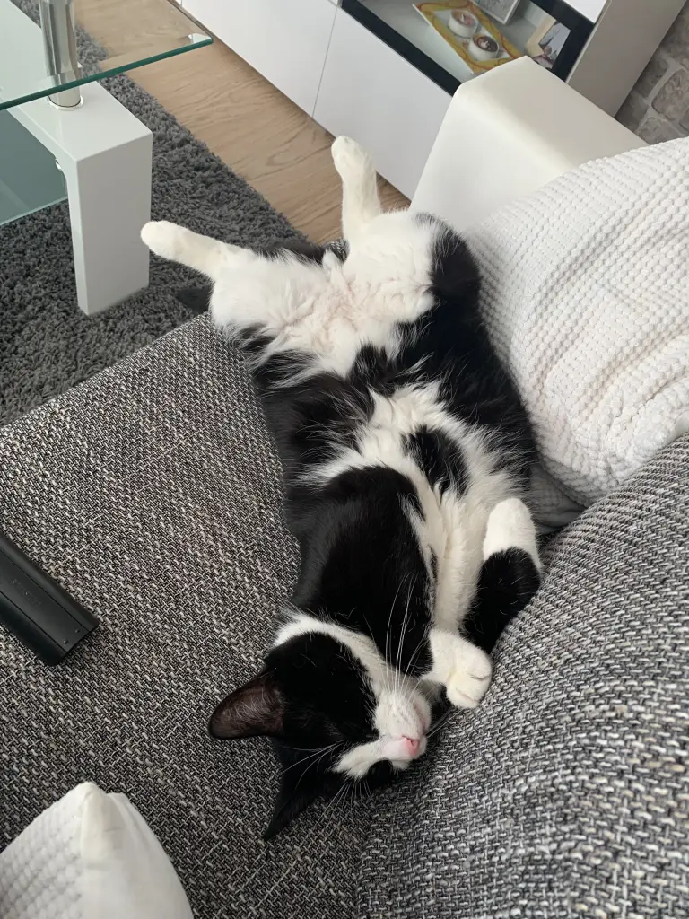 Puschen (*19.05.2008 - ︎03.09.2021) - ROSENGARTEN-Sterne