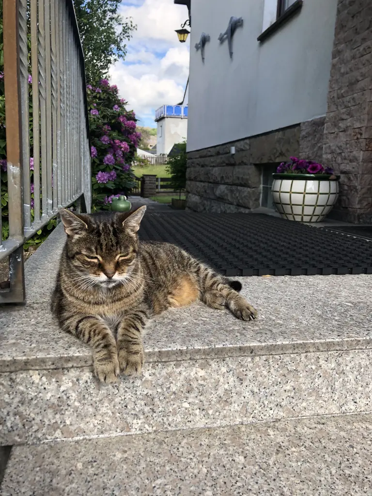 Helmut (*2002 - ︎15.11.2021) - ROSENGARTEN-Sterne