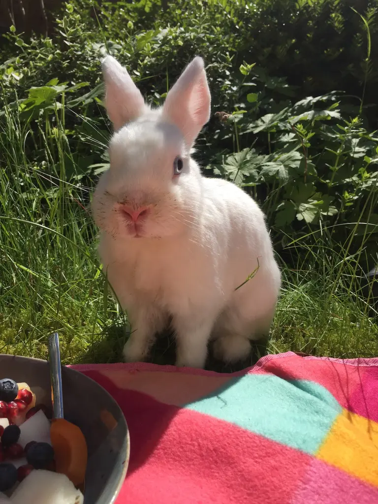 Jina (*25.04.2019 - ︎17.11.2021) - ROSENGARTEN-Sterne