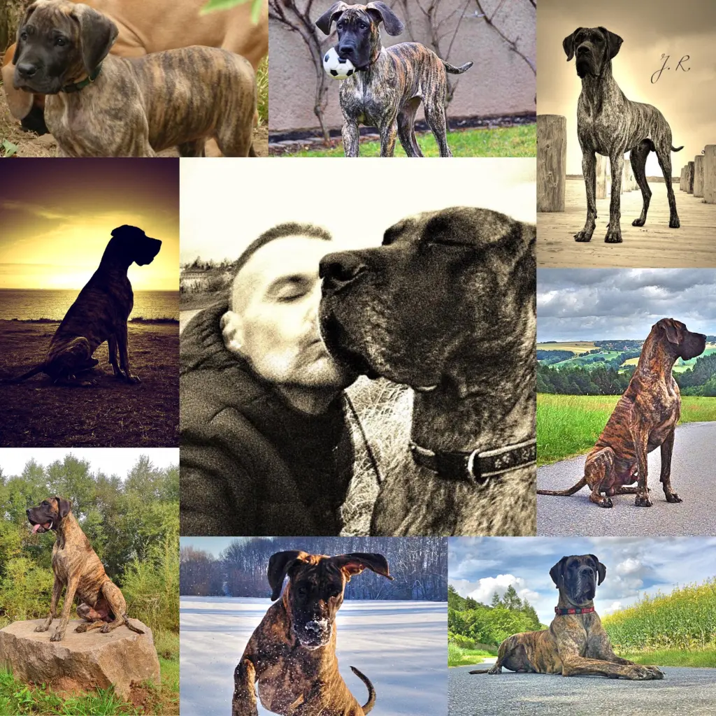 John-Ross (*20.08.2013 - ︎24.11.2021) - ROSENGARTEN-Sterne