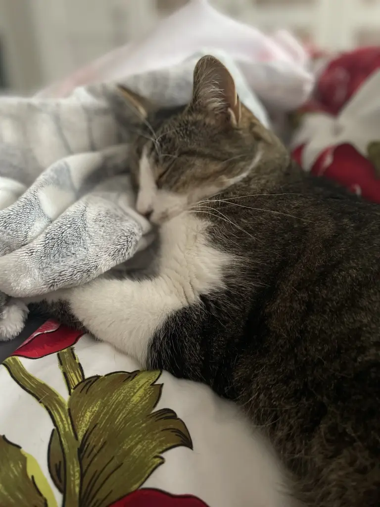 Chico (*20.04.2014 - ︎11.12.2021) - ROSENGARTEN-Sterne