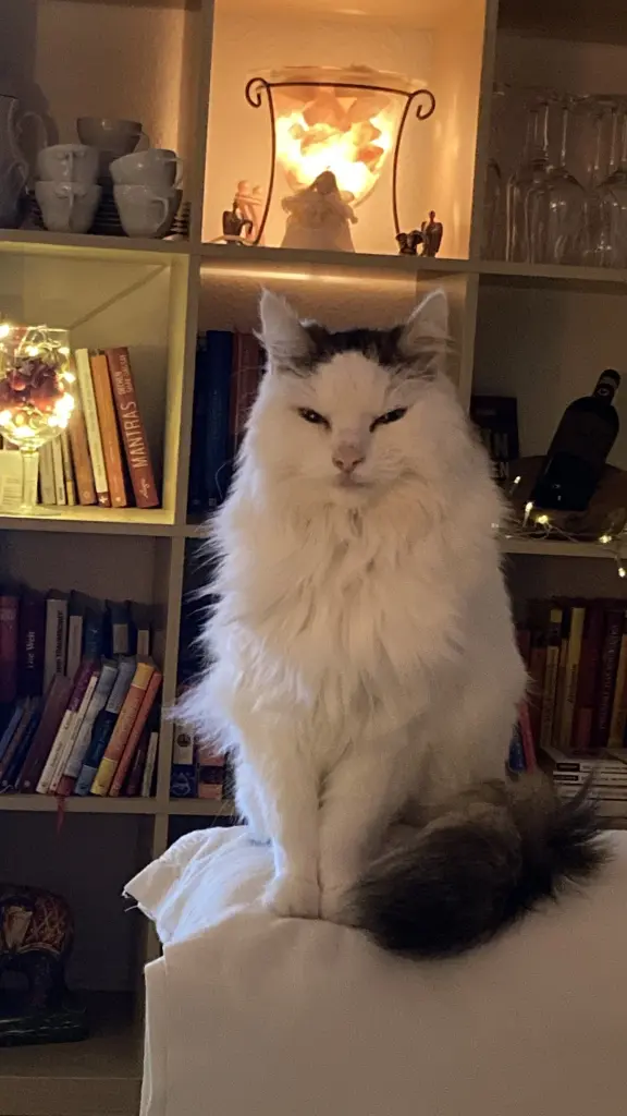 Merlin (*01.01.2010 - ︎03.01.2022) - ROSENGARTEN-Sterne