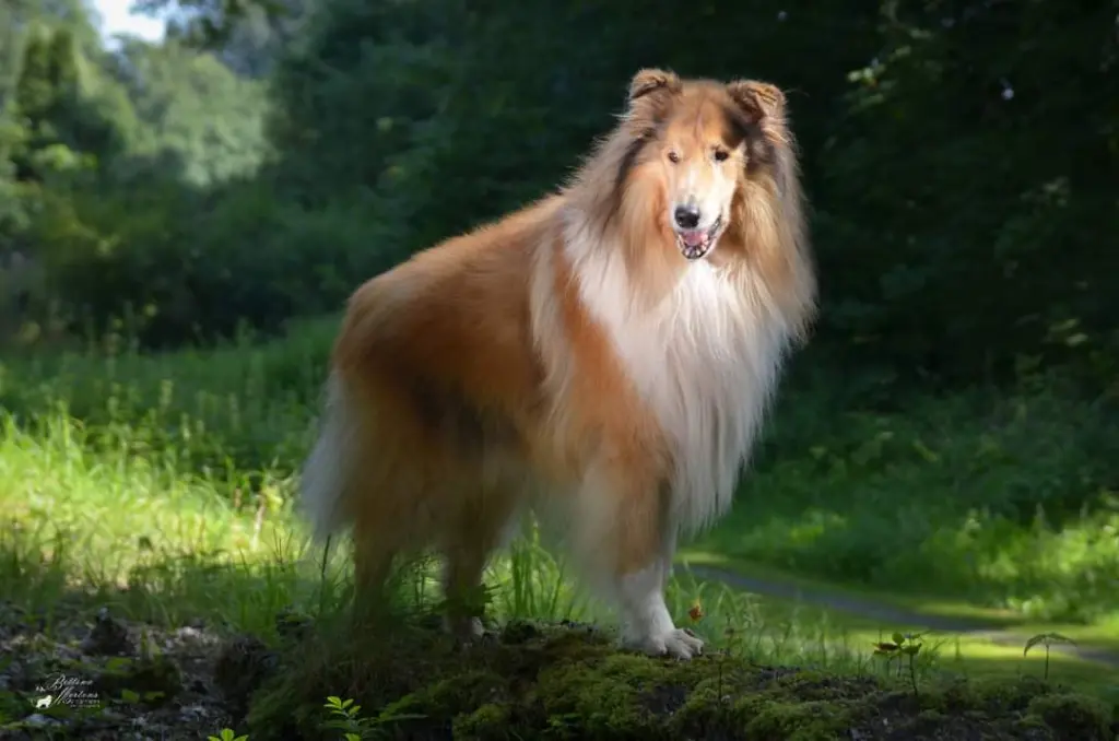 Candy-Man (*26.01.2009 - ︎23.01.2022) - ROSENGARTEN-Sterne