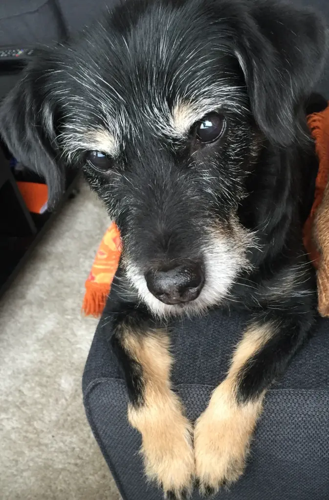 Emmi (*15.09.2003 - ︎09.12.2016) - ROSENGARTEN-Sterne