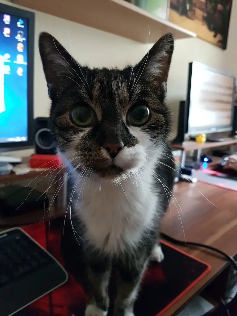 Merlin (*2002 - ︎19.02.2022) - ROSENGARTEN-Sterne