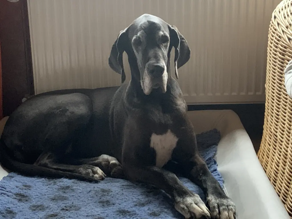 Inja (*31.01.2013 - ︎23.02.2022) - ROSENGARTEN-Sterne