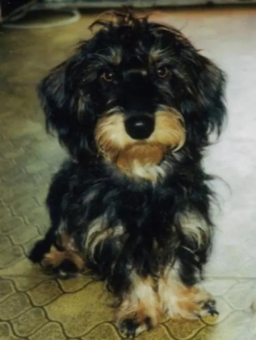 Felix - ROSENGARTEN-Sterne