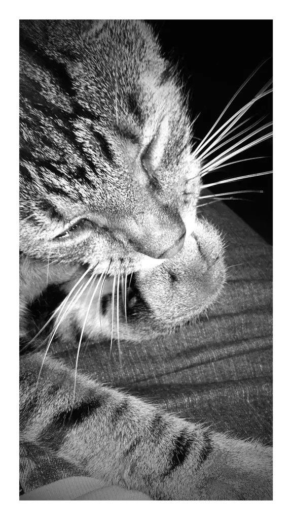 Merlin (*01.07.2006 - ︎03.01.2017) - ROSENGARTEN-Sterne