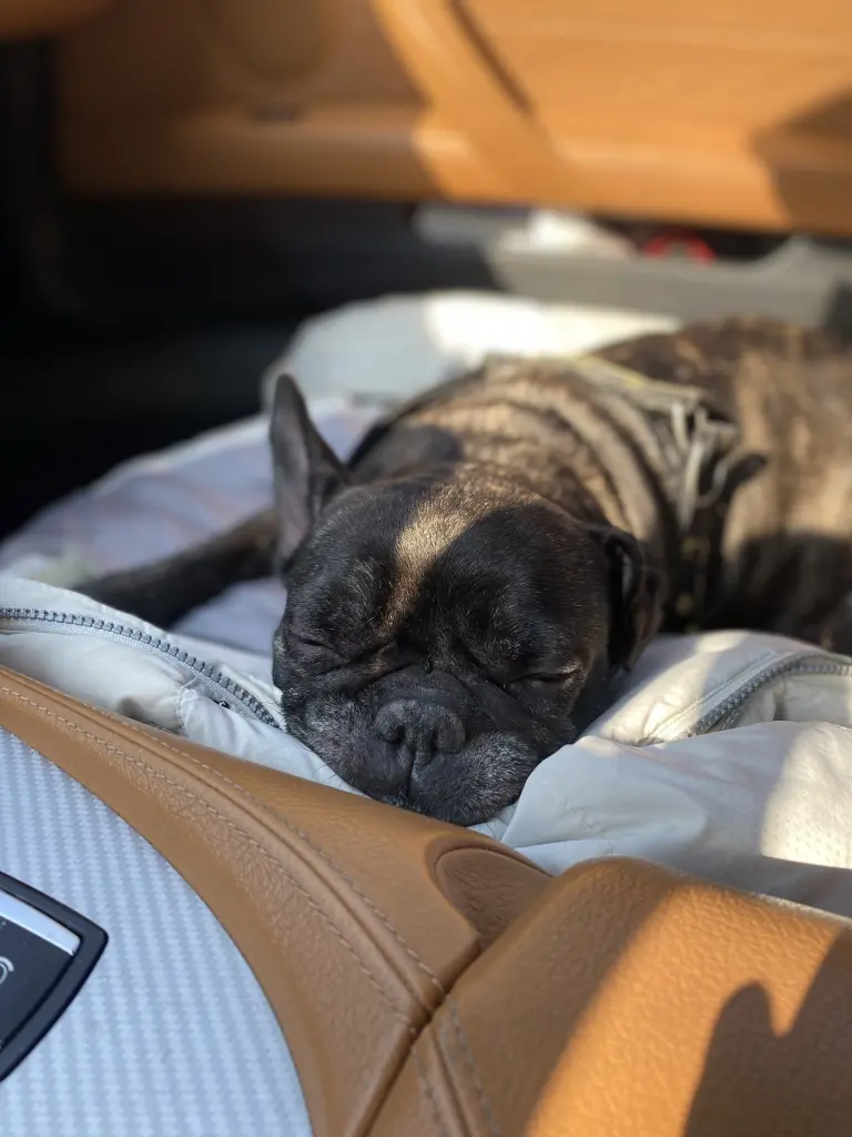 Jacky (*21.06.2012 - ︎26.04.2022) - ROSENGARTEN-Sterne