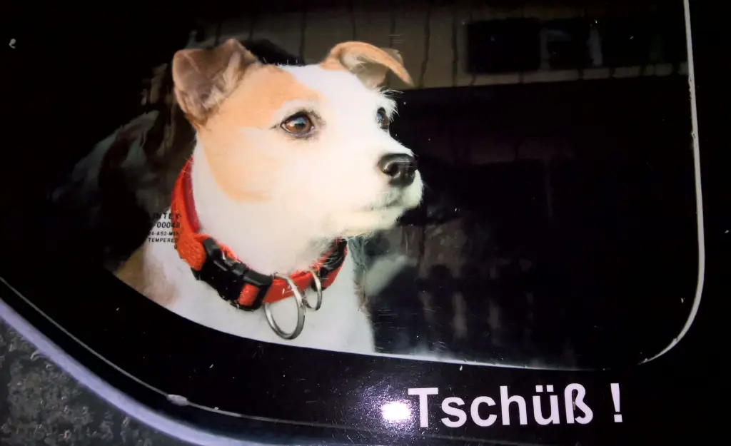 Dottie (*26.05.2004 - ︎09.12.2016) - ROSENGARTEN-Sterne