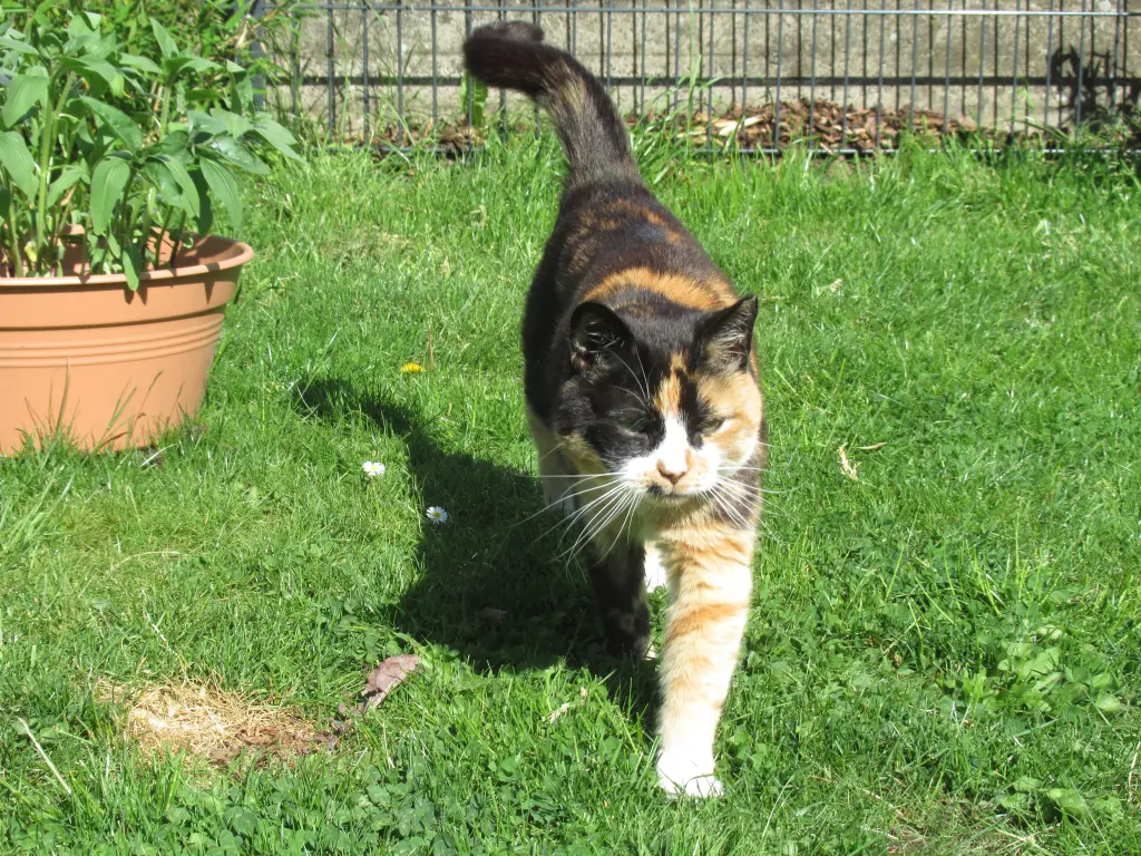 Emma (*12.2015 - ︎15.09.2022) - ROSENGARTEN-Sterne