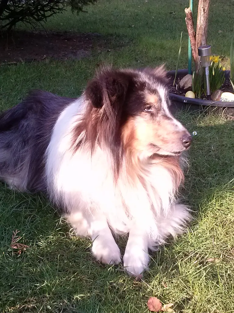 Feivel (*30.03.2004 - ︎15.02.2017) - ROSENGARTEN-Sterne