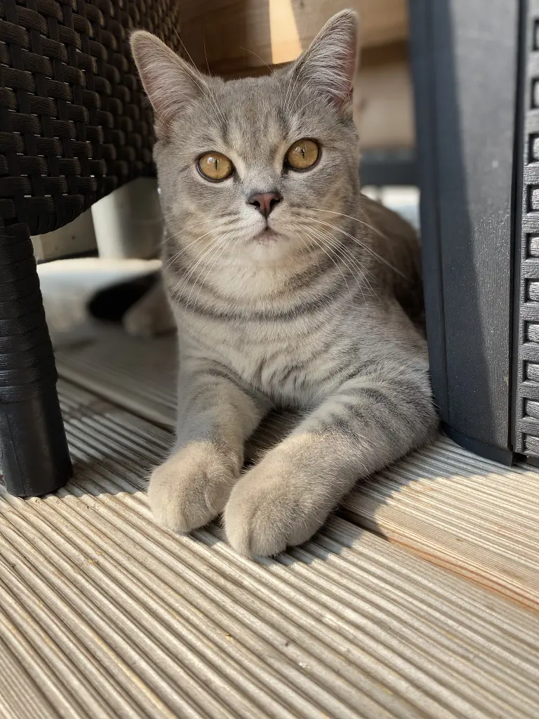 Merlin (*21.02.2020 - ︎27.08.2022) - ROSENGARTEN-Sterne