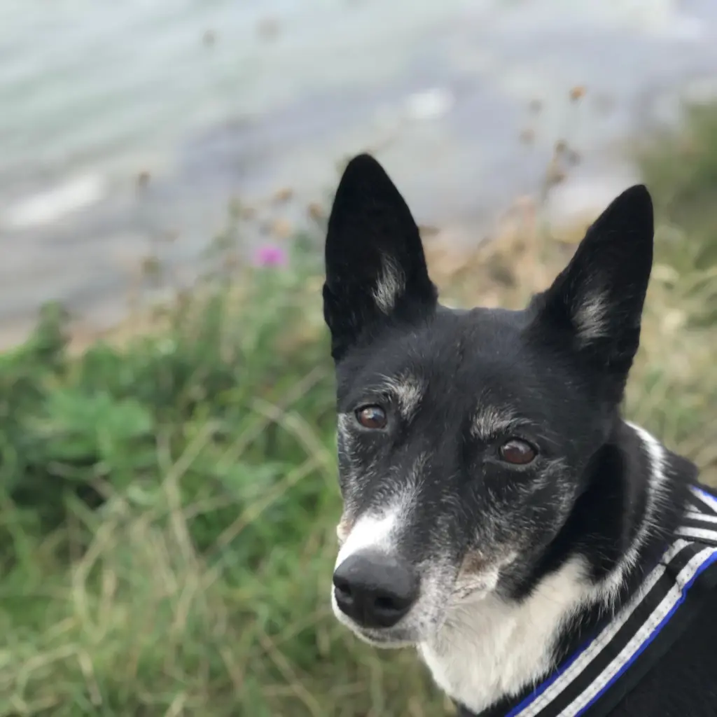 Pharoh (*04.2007 - ︎30.08.2022) - ROSENGARTEN-Sterne