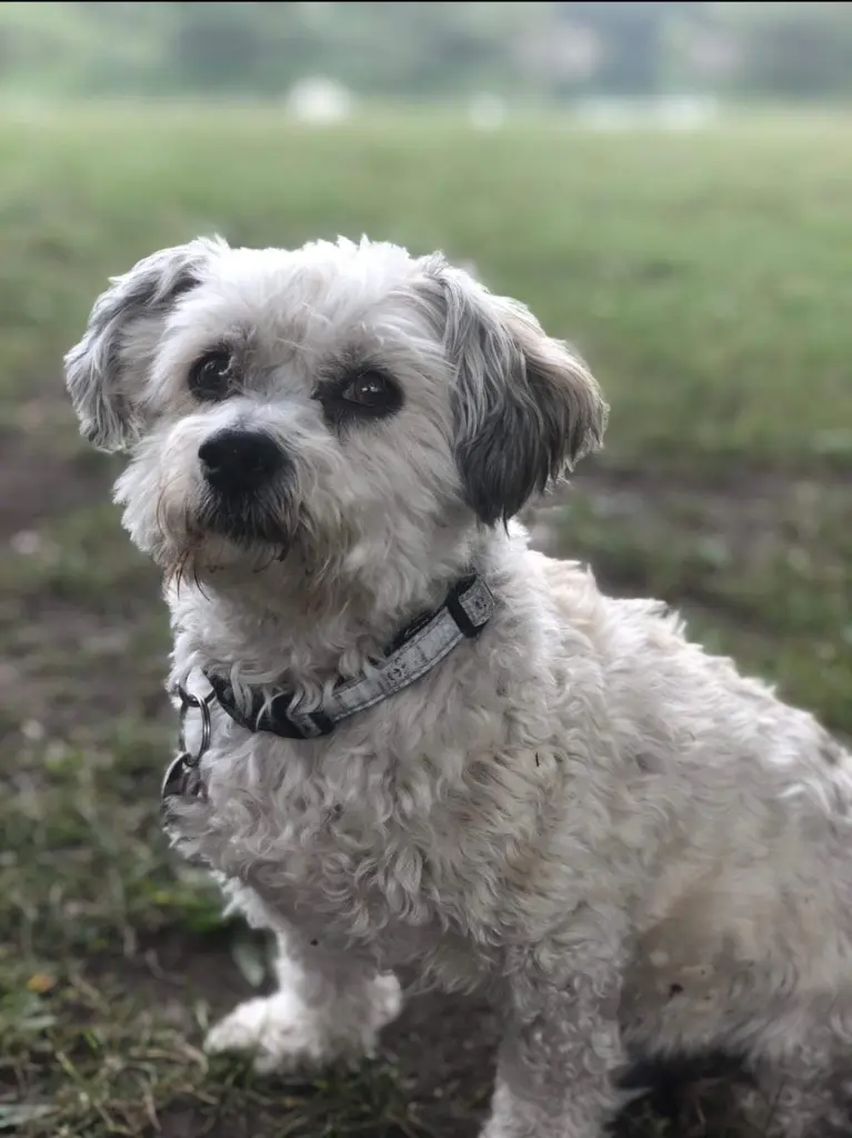 MICKY (*26.08.2010 - ︎29.10.2022) - ROSENGARTEN-Sterne