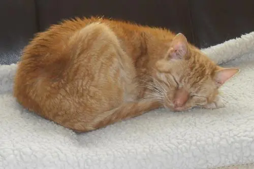 Tiger - ROSENGARTEN-Sterne