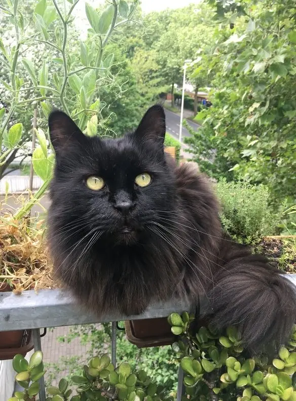 Merlin (*09.07.2004 - ︎19.03.2017) - ROSENGARTEN-Sterne