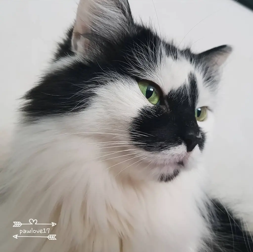 Rabauke (*31.07.2011 - ︎09.12.2022) - ROSENGARTEN-Sterne