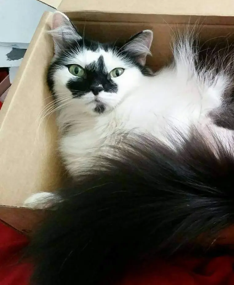 Rabauke (*31.07.2011 - ︎09.12.2022) - ROSENGARTEN-Sterne