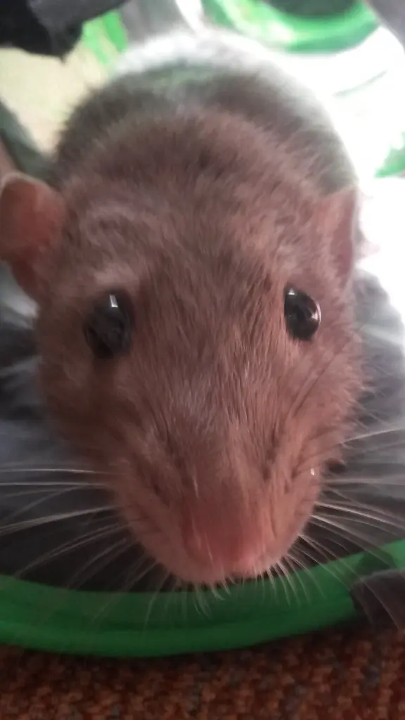 Feivel (*01.02.2015 - ︎03.04.2017) - ROSENGARTEN-Sterne