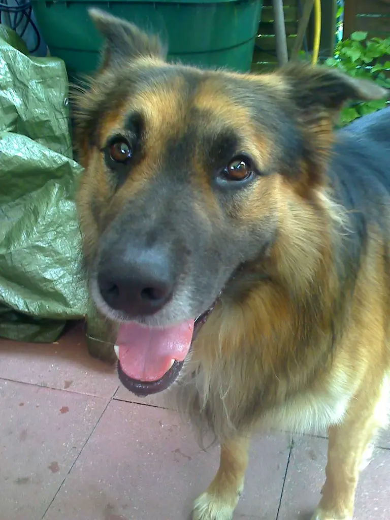 Rex (*05.09.2003 - ︎20.04.2017) - ROSENGARTEN-Sterne