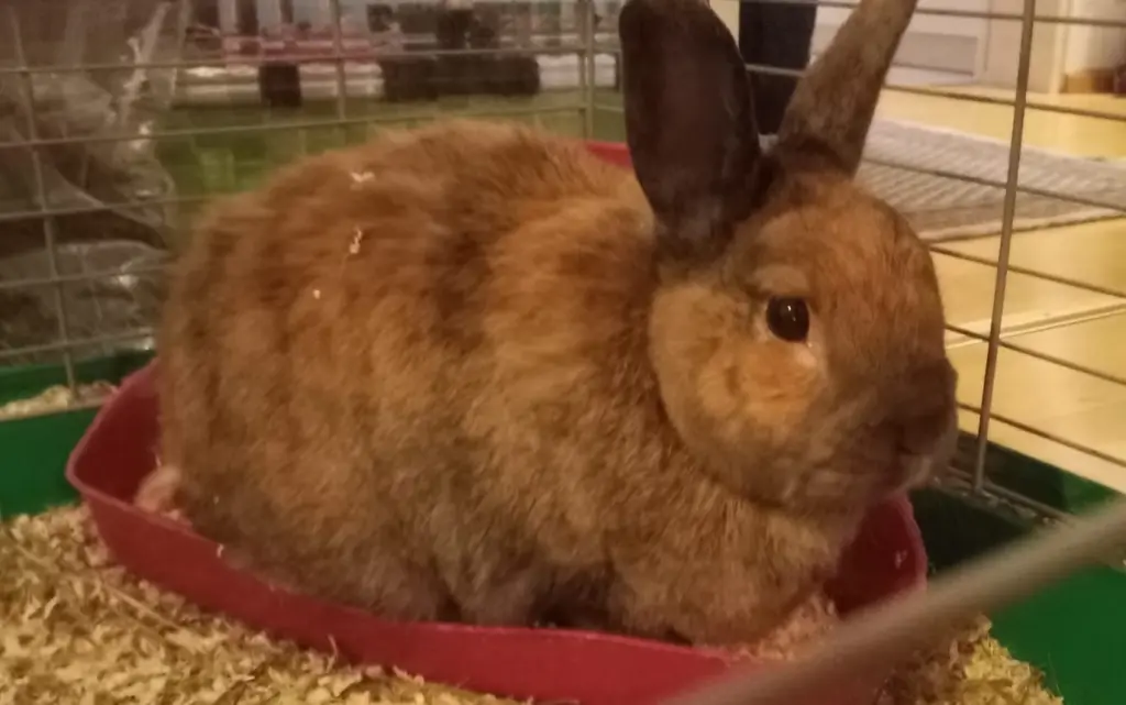 Oskar (*01.2012 - ︎12.03.2023) - ROSENGARTEN-Sterne