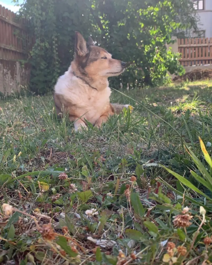 Finni (*01.05.2008 - ︎06.05.2023) - ROSENGARTEN-Sterne