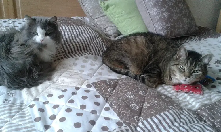 Micky (*1998 - ︎03.06.2017) - ROSENGARTEN-Sterne