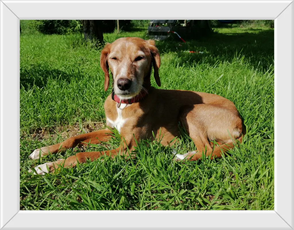 Evi (*13.03.2013 - ︎26.06.2023) - ROSENGARTEN-Sterne