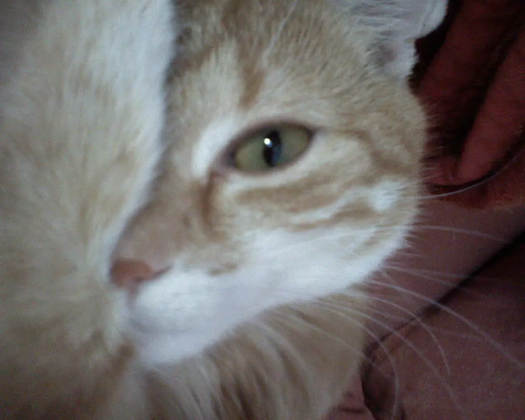 Merlin (*08.2004 - ︎18.07.2023) - ROSENGARTEN-Sterne