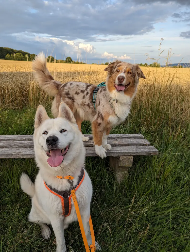 Chiko (*14.03.2014 - ︎20.09.2023) - ROSENGARTEN-Sterne