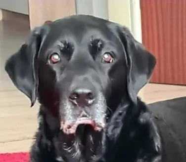 Merlin (*20.04.2009 - ︎23.10.2023) - ROSENGARTEN-Sterne