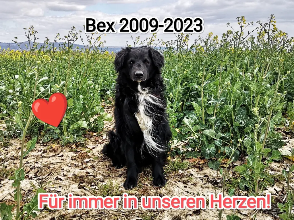 Bex (*06.03.2009 - ︎20.11.2023) - ROSENGARTEN-Sterne