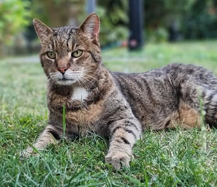 Amadeus (*01.04.2006 - ︎11.11.2023) - ROSENGARTEN-Sterne