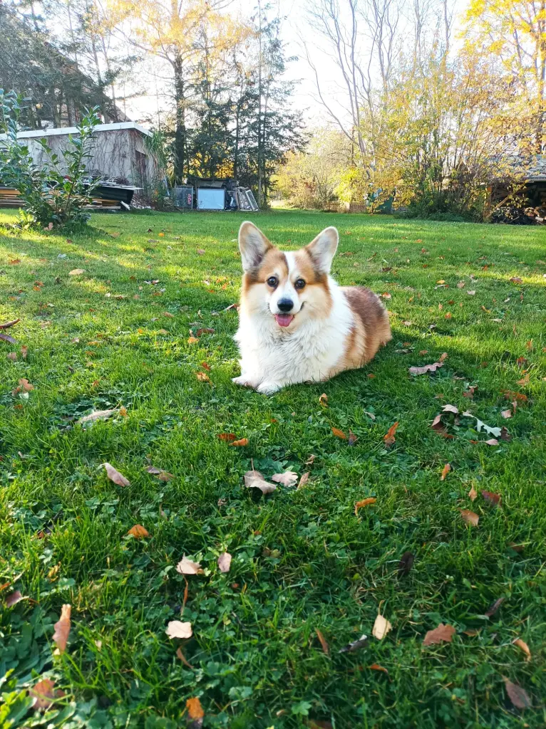 Gary (*23.11.2015 - ︎18.12.2023) - ROSENGARTEN-Sterne