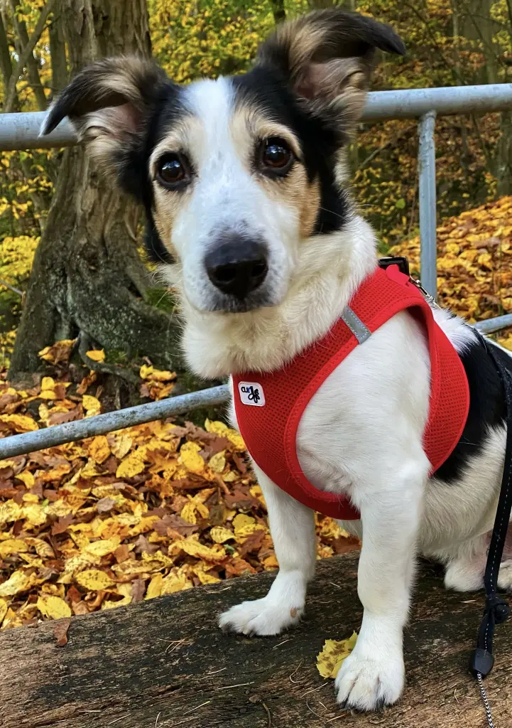 Balou (*30.09.2009 - ︎12.12.2023) - ROSENGARTEN-Sterne