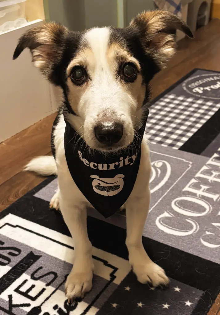 Balou (*30.09.2009 - ︎12.12.2023) - ROSENGARTEN-Sterne