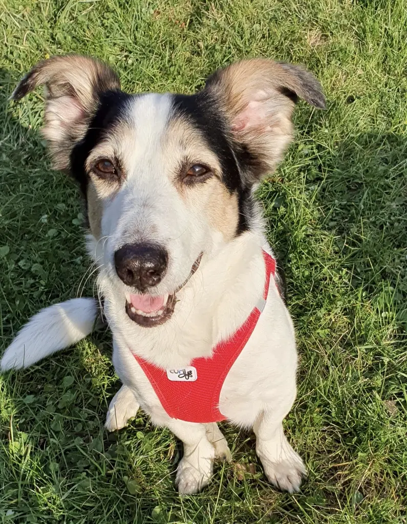 Balou (*30.09.2009 - ︎12.12.2023) - ROSENGARTEN-Sterne