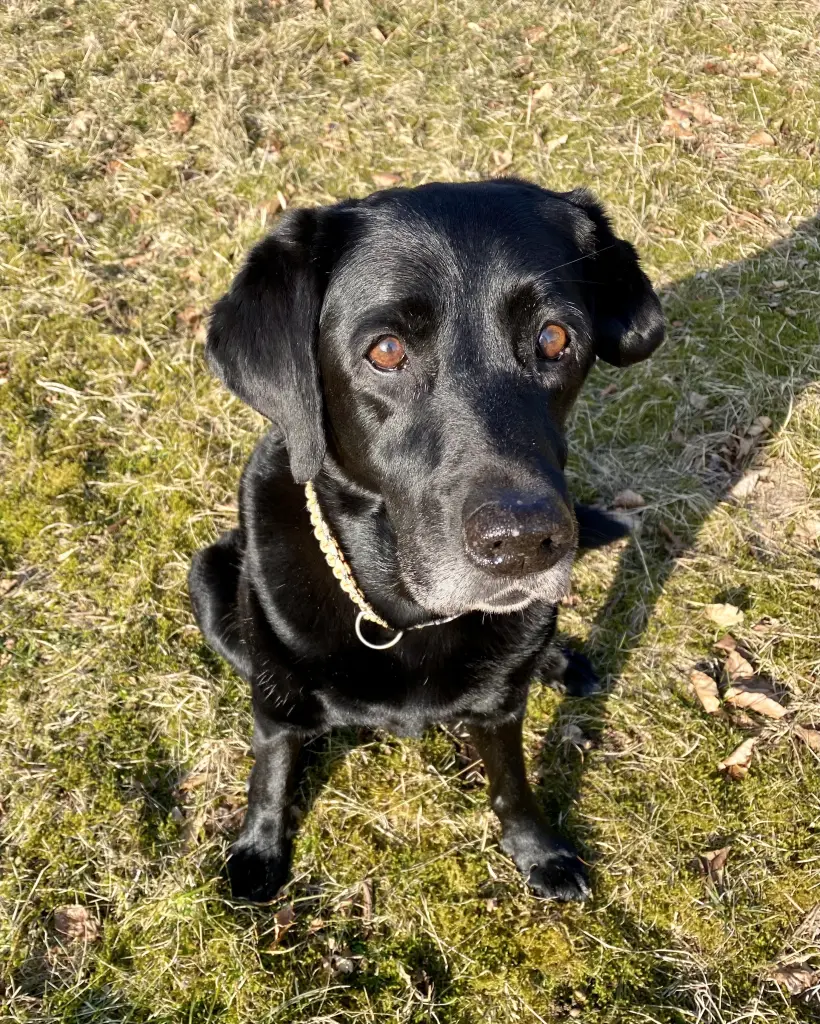 Anny (*07.12.2009 - ︎14.12.2023) - ROSENGARTEN-Sterne