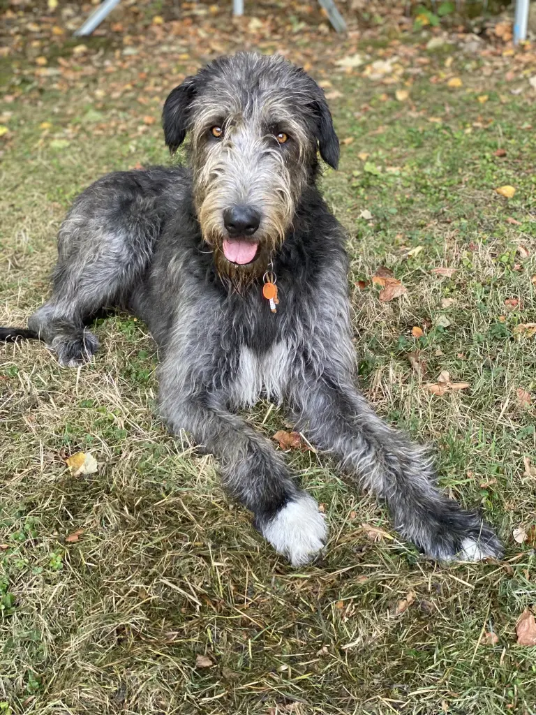 Dila (*28.01.2020 - ︎05.01.2024) - ROSENGARTEN-Sterne