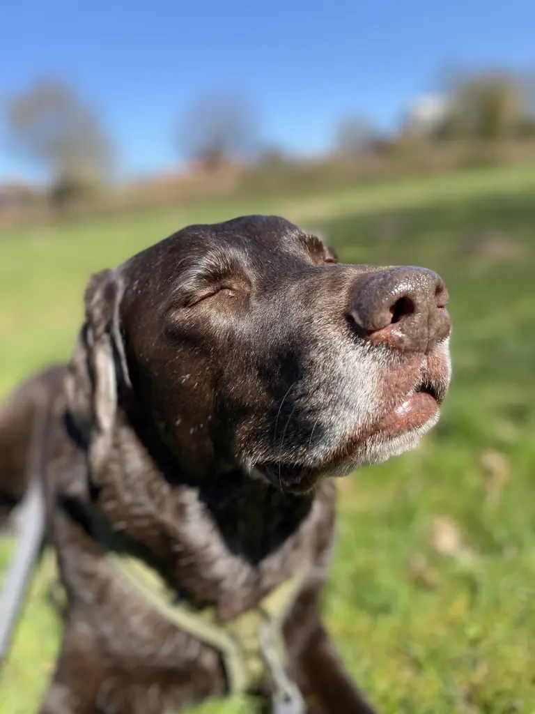 Niilo (*13.03.2011 - ︎28.01.2024) - ROSENGARTEN-Sterne