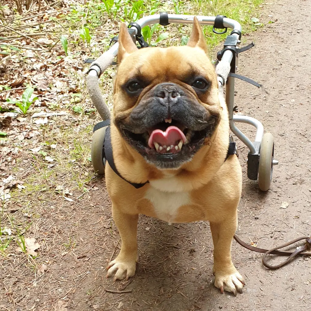 Ilana (*23.08.2012 - ︎16.01.2024) - ROSENGARTEN-Sterne