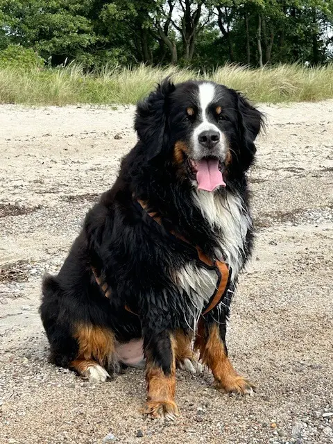 Ilana (*23.08.2012 - ︎16.01.2024) - ROSENGARTEN-Sterne