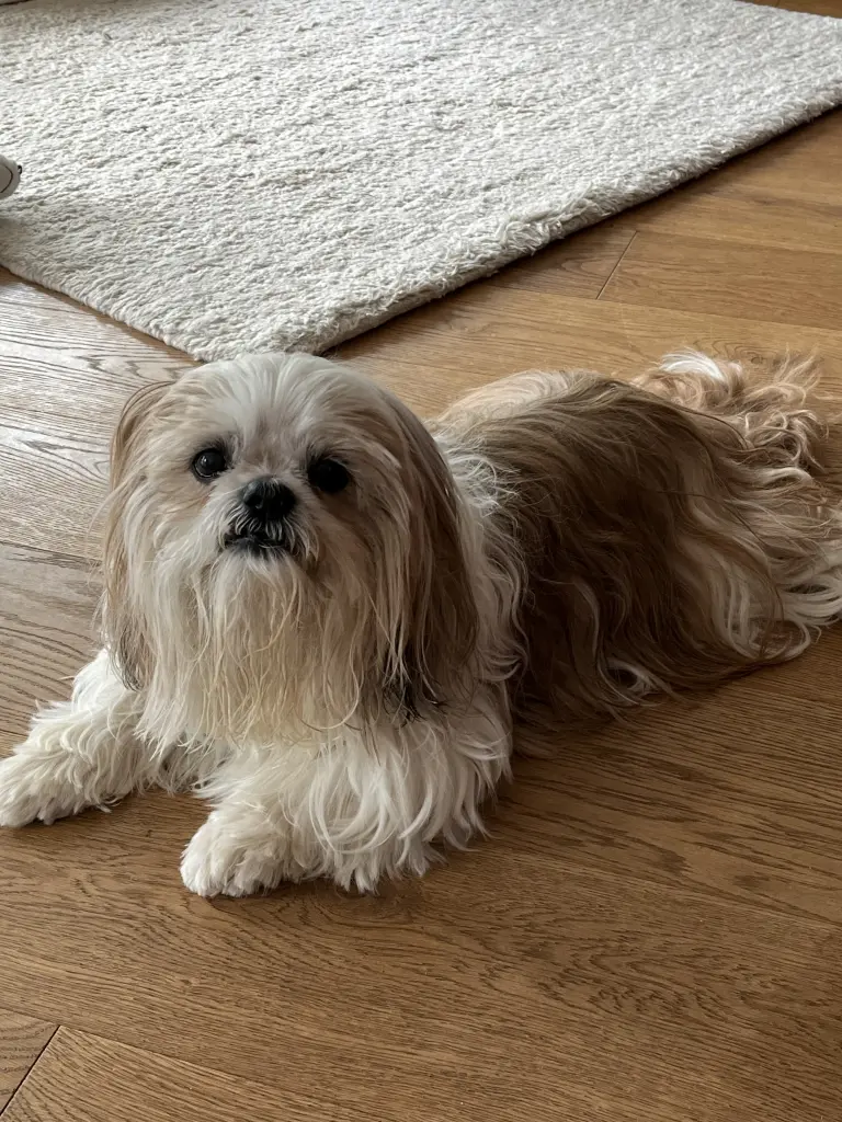 Shiko (*20.03.2009 - ︎16.02.2024) - ROSENGARTEN-Sterne