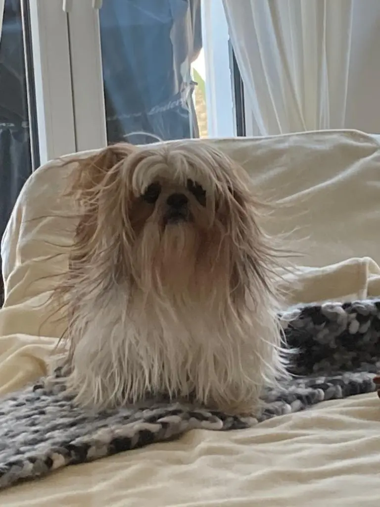 Shiko (*20.03.2009 - ︎16.02.2024) - ROSENGARTEN-Sterne