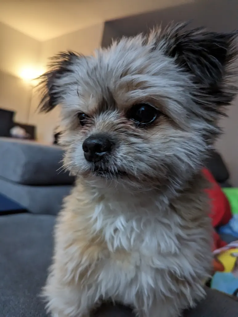 Milo (*11.07.2014 - ︎07.02.2024) - ROSENGARTEN-Sterne