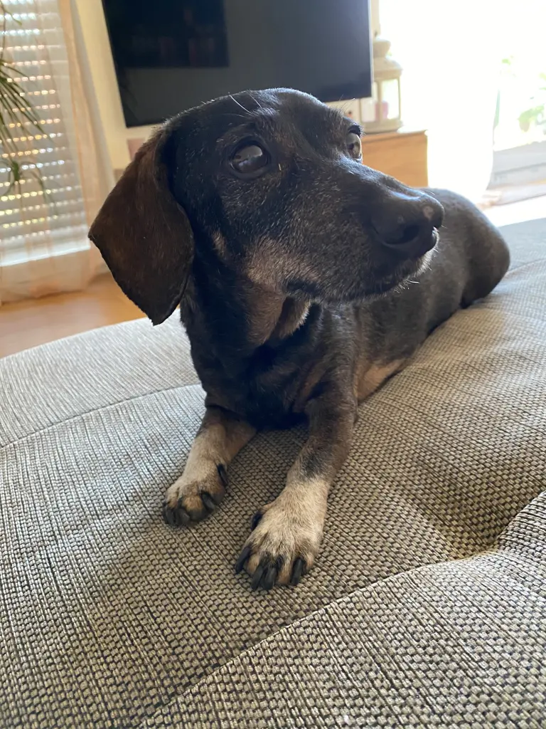 Jerry (*26.07.2006 - ︎27.02.2024) - ROSENGARTEN-Sterne