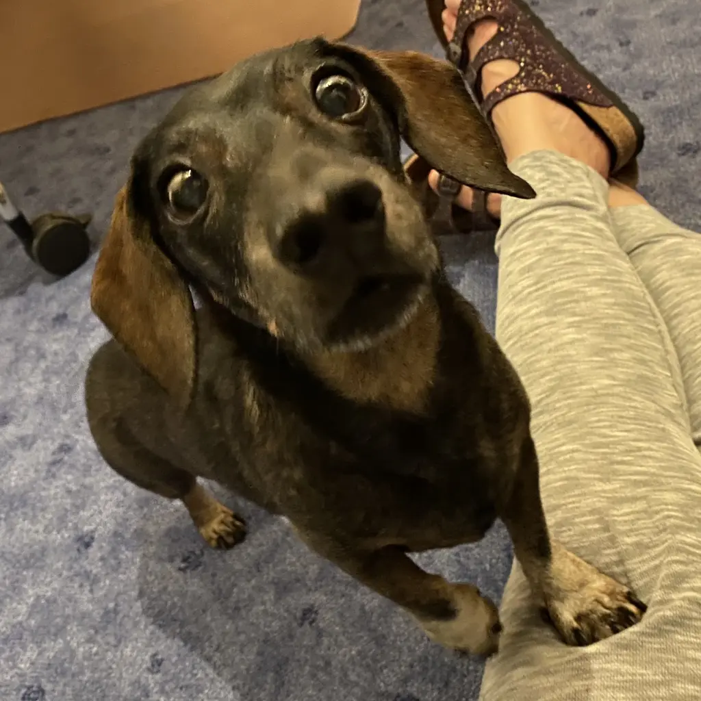 Jerry (*26.07.2006 - ︎27.02.2024) - ROSENGARTEN-Sterne